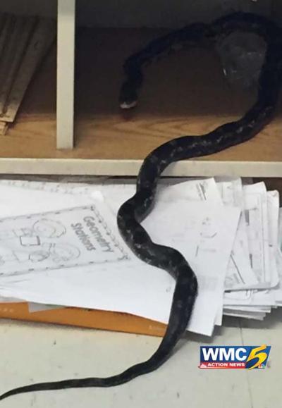 Snakes fall from elementary school ceiling